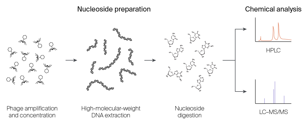 A workflow to isolate phage DNA and identify nucleosides by HPLC and ...